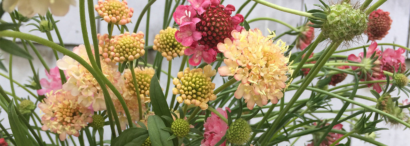 Local Flowers, Growers Near Me | Local Flowers