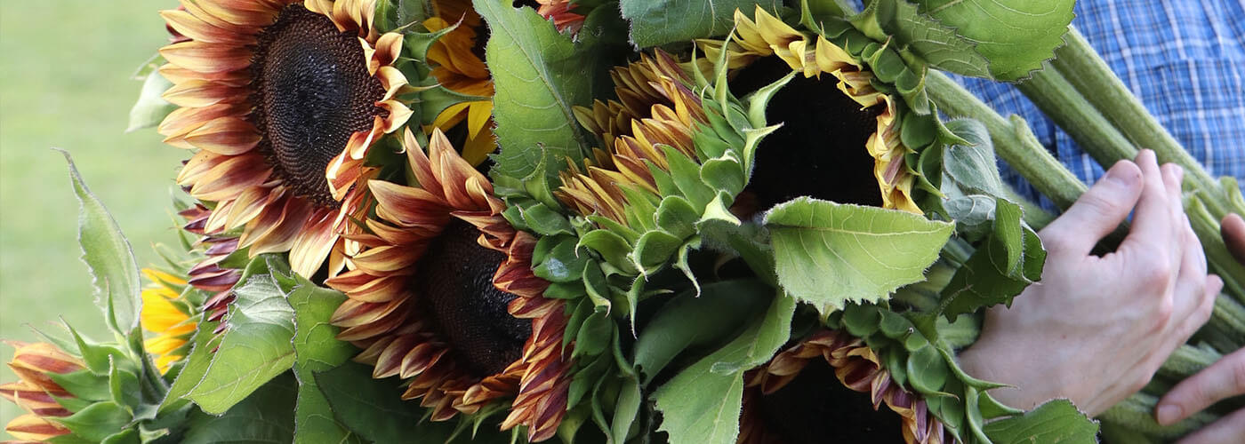 Local Flowers, Growers Near Me | Local Flowers