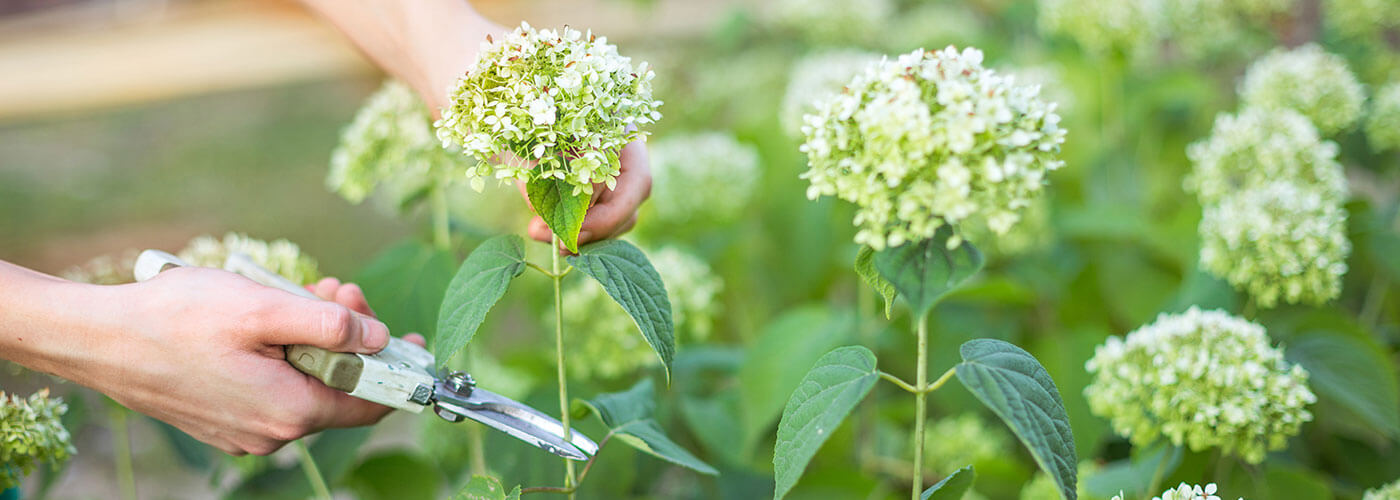 Local Flowers, Growers Near Me | Local Flowers