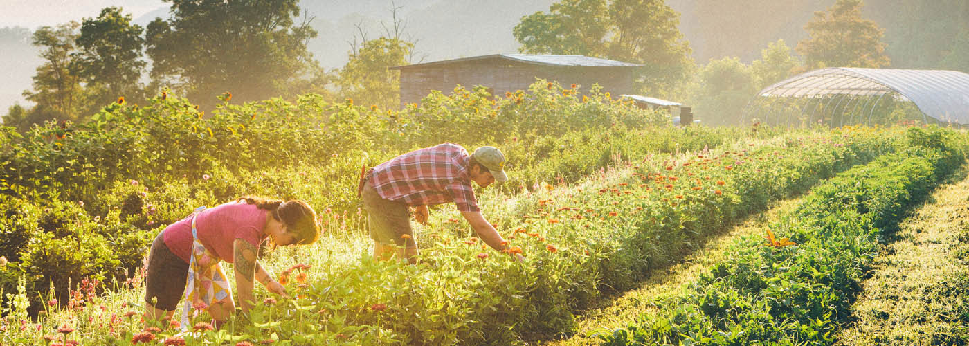 Local Flowers | Local Flower Growers, Flowers