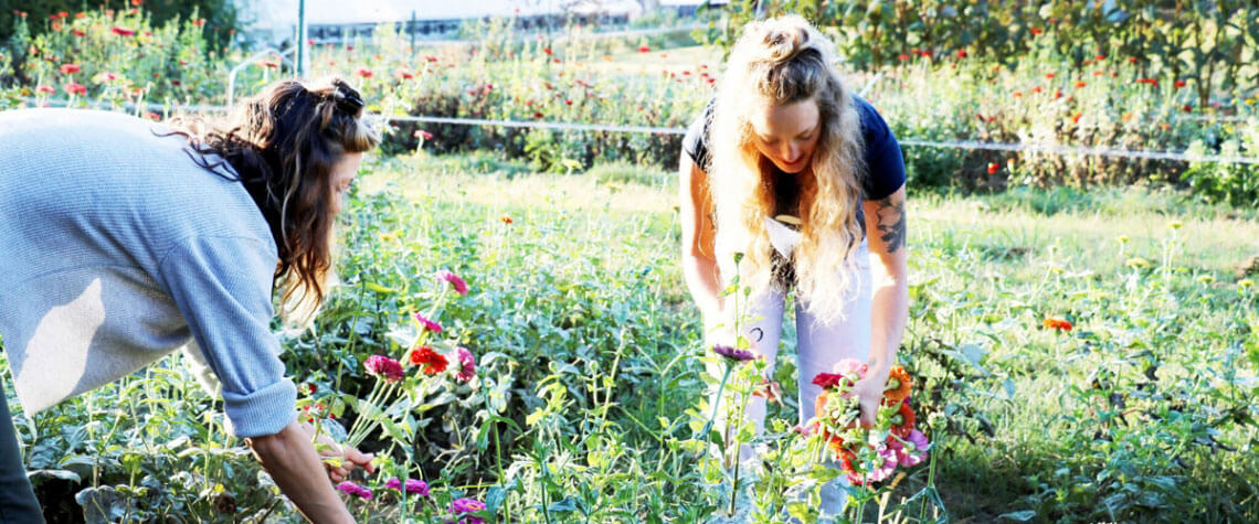 Local Flowers | Local Flower Growers, Flowers