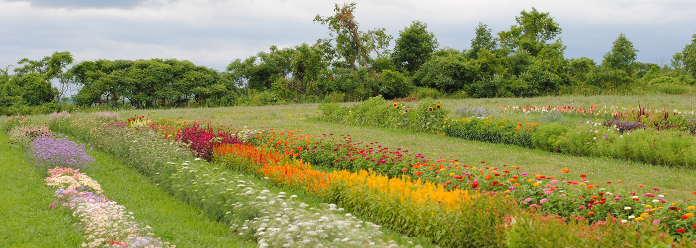 Local Flowers, Growers Near Me | Local Flowers