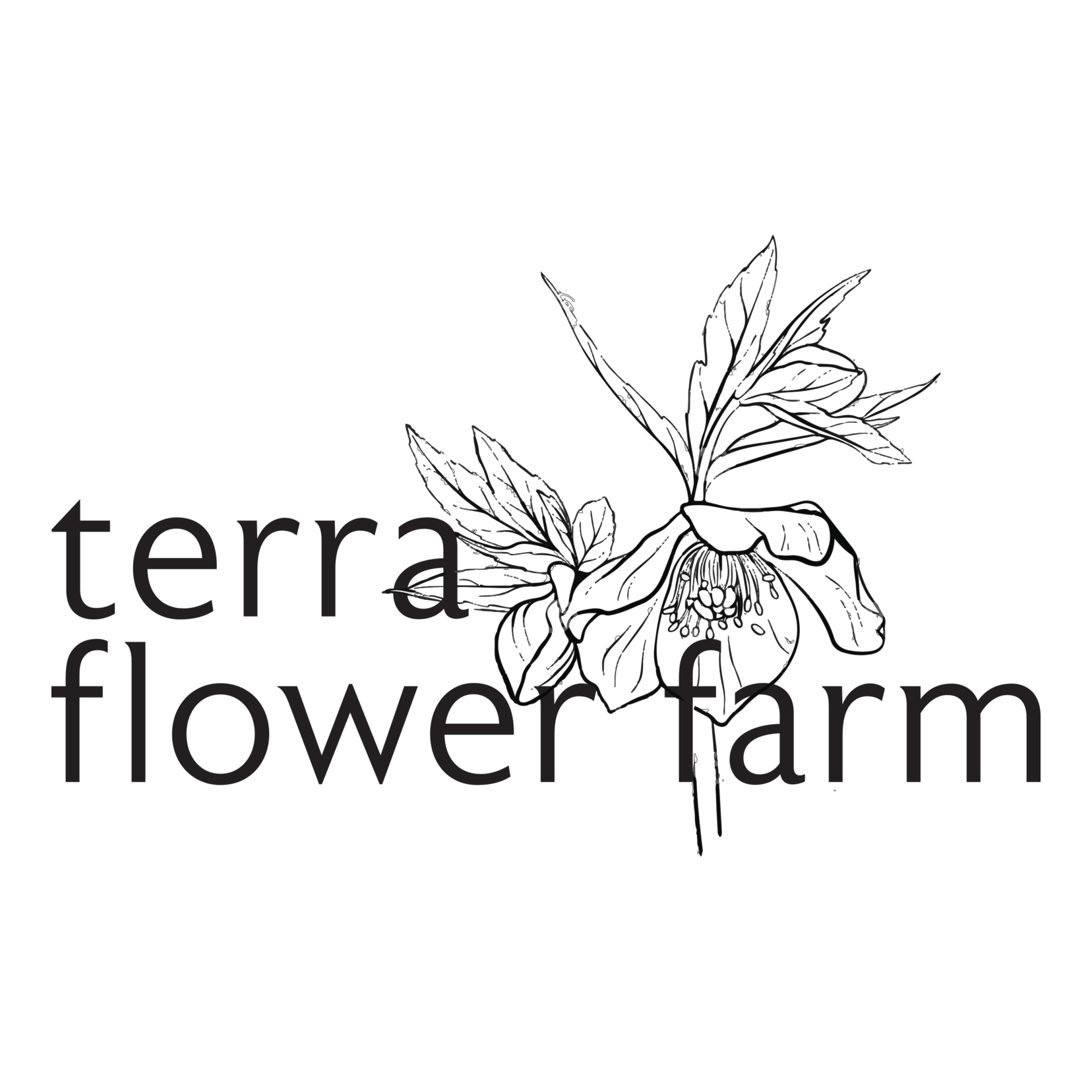 Terra Flower Farm | Local Flowers