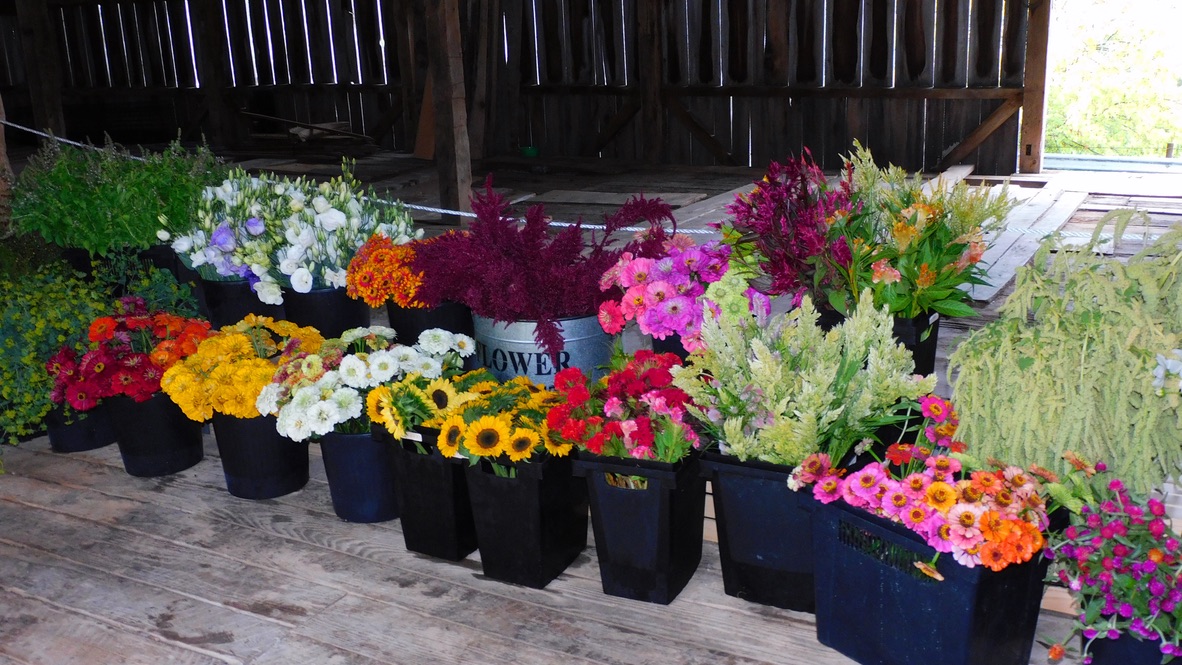 Harris Cut-Flower Ranch | Local Flowers